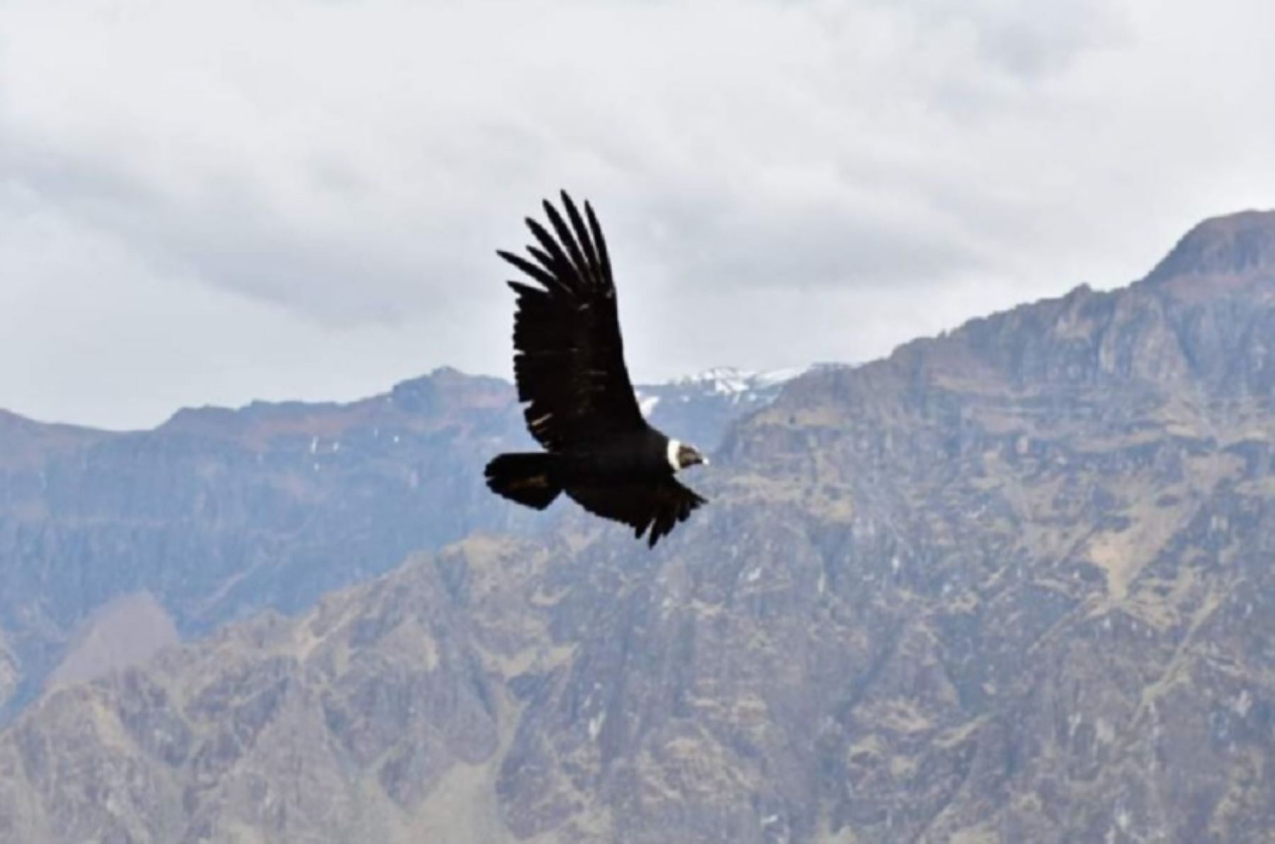 El valle del Colca y su rey, el cÃ³ndor, cautivan a National Geographic